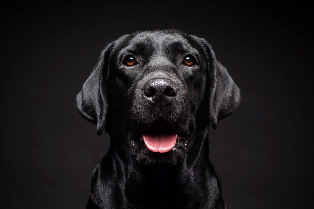 Home - Labrador Wise