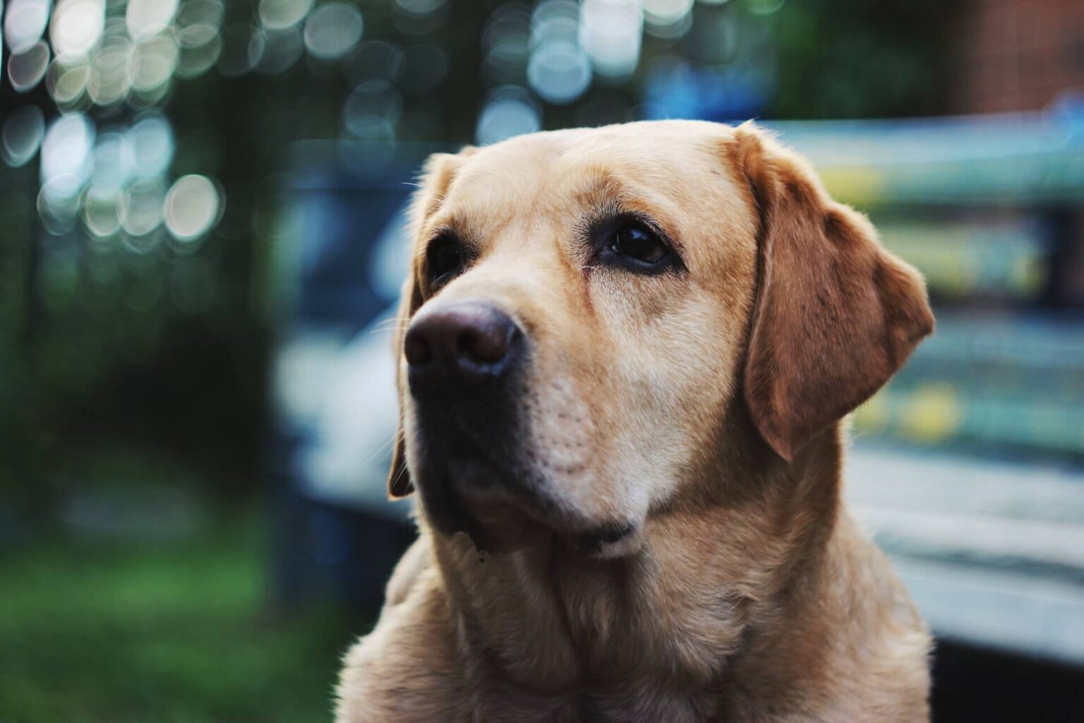What Color Labrador Is Best? A Guide to 3 Main Lab Colors - Labrador Wise