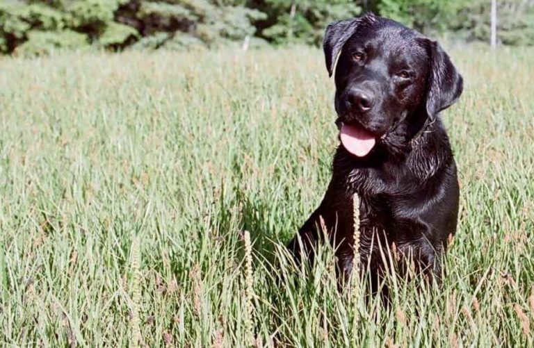 Droopy Tail (Limber Tail) in Dogs: Why Is My Lab's Tail Limp ...